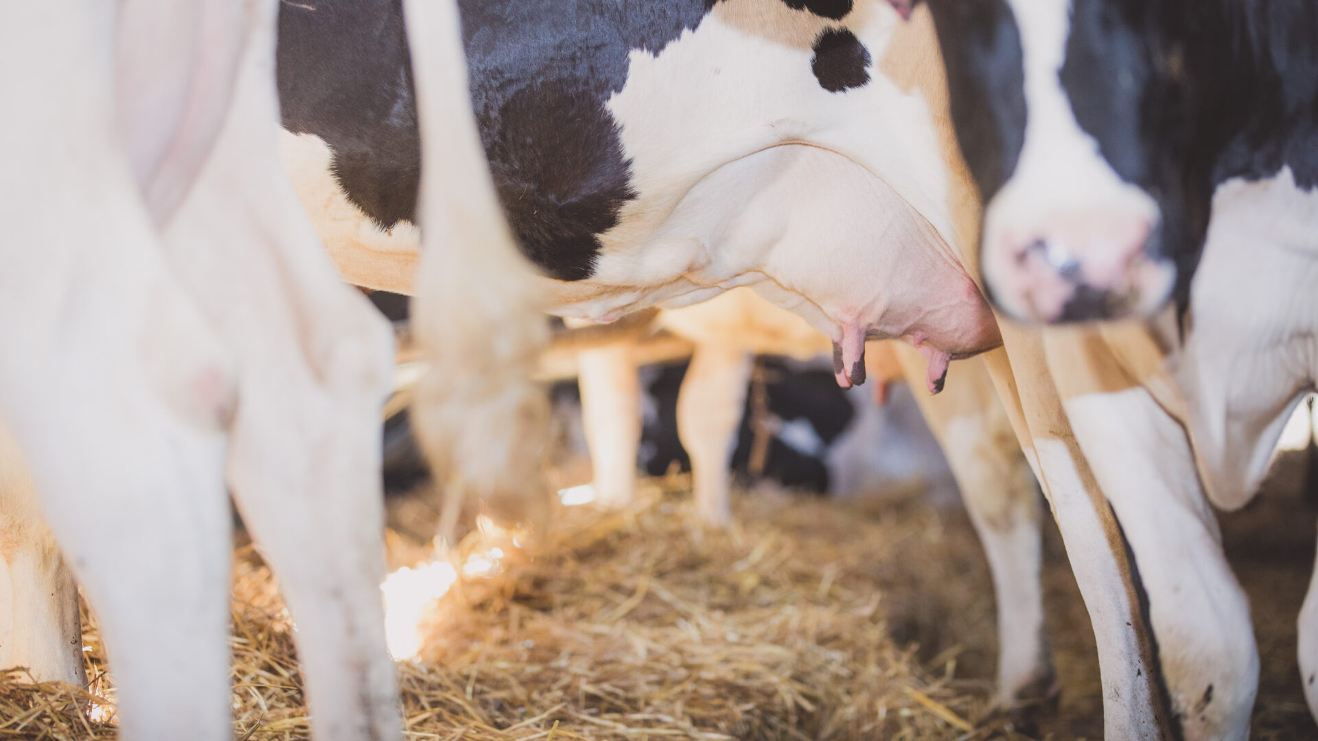 20 minutes pour détecter une mammite - Grands Troupeaux Magazine