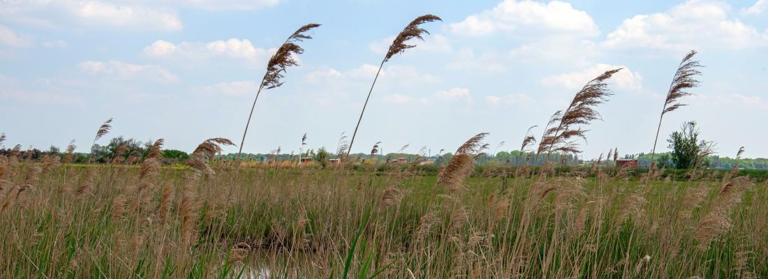 Le roseau, une bonne litière - Grands Troupeaux Magazine
